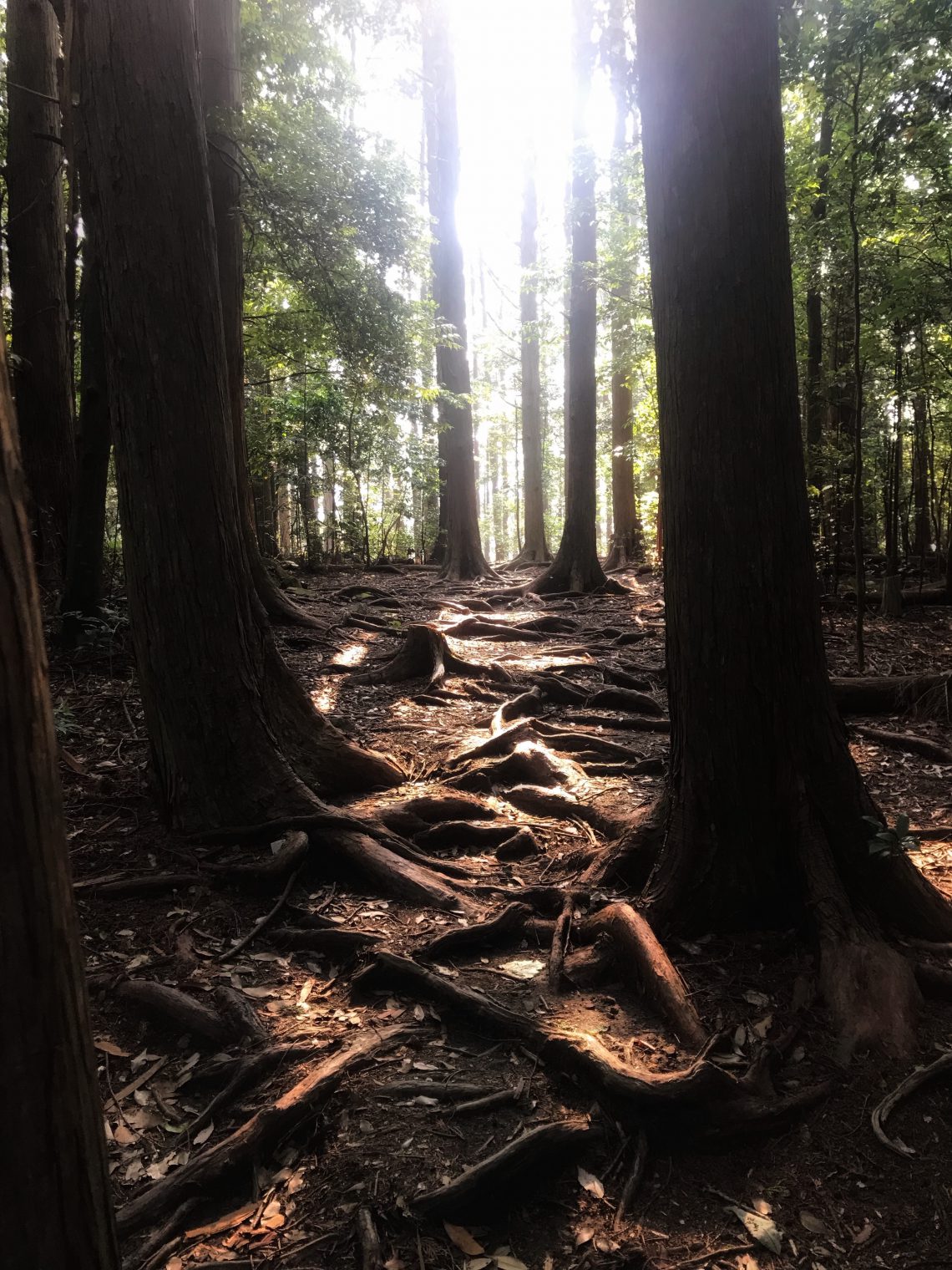 Kumano Kodo Nakahechi route » Omakase